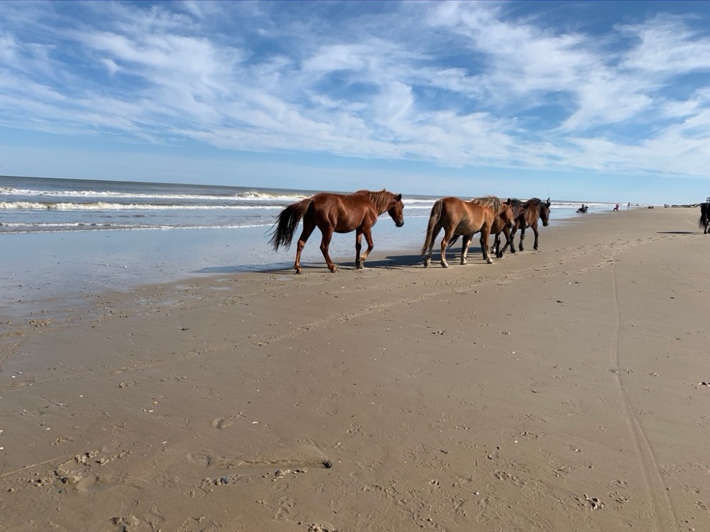 Destination Guide: Outer Banks, North Carolina – Dog Friendly Beaches ...